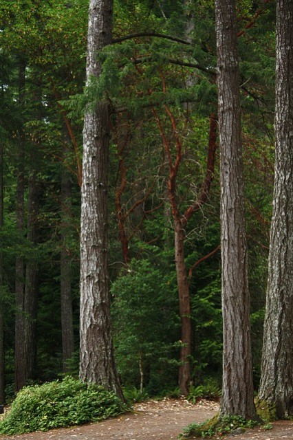 Bien entretenir son bardage en pin douglas